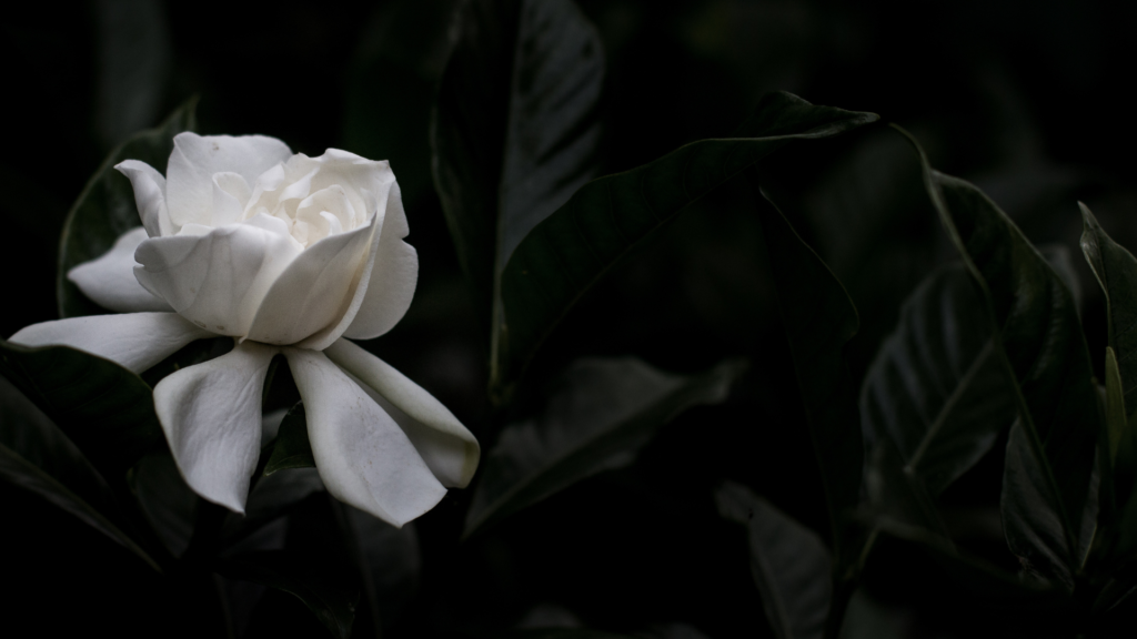 To the ones who still believe in pure intentions | Boiling Waters